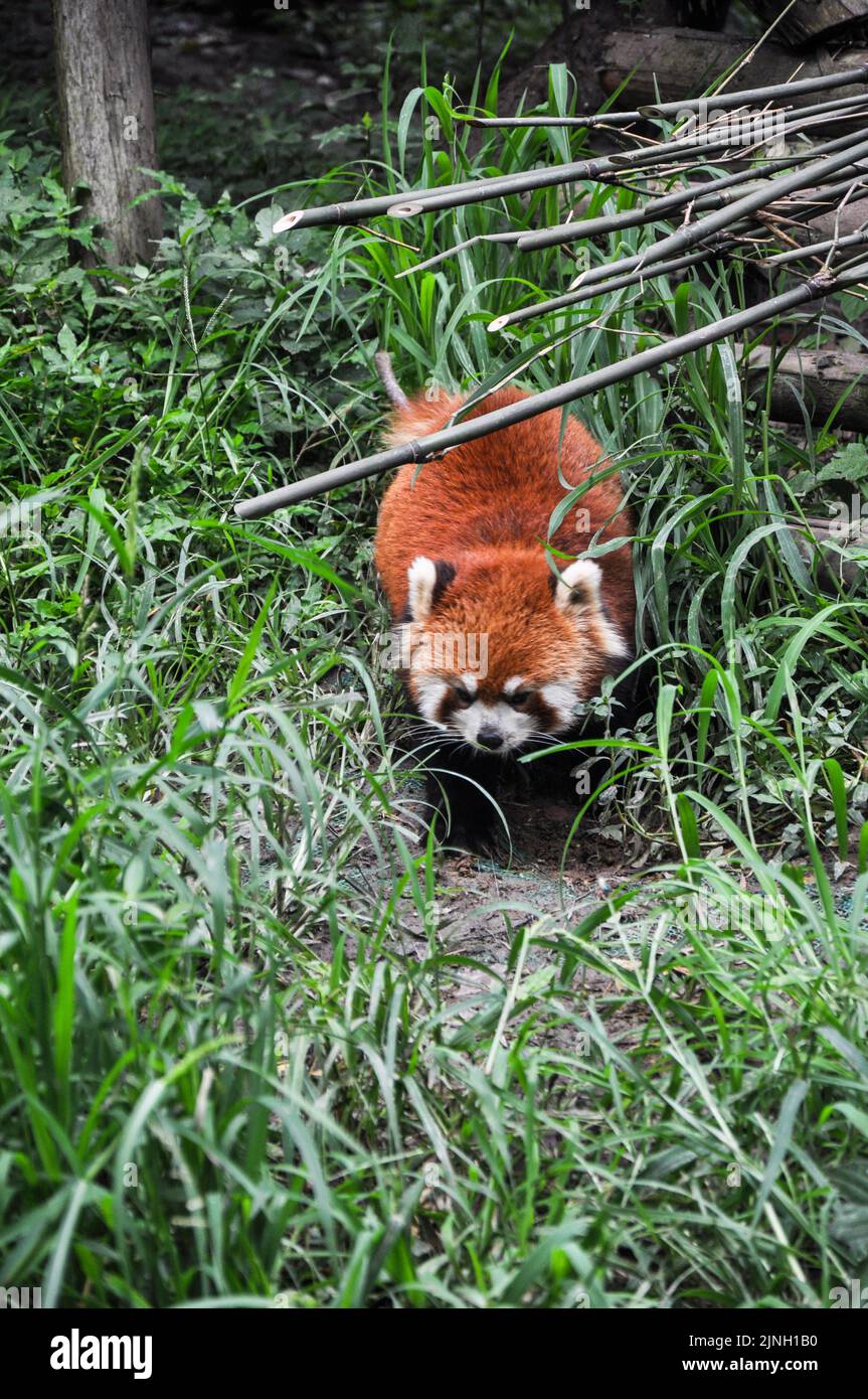 Chengdu Research Base of Giant Panda Breeding Stock Photo - Alamy