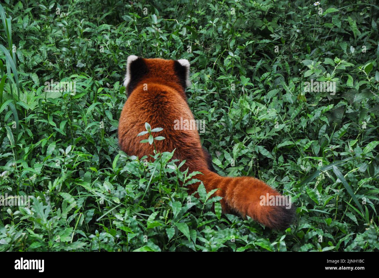 Chengdu Research Base of Giant Panda Breeding Stock Photo - Alamy
