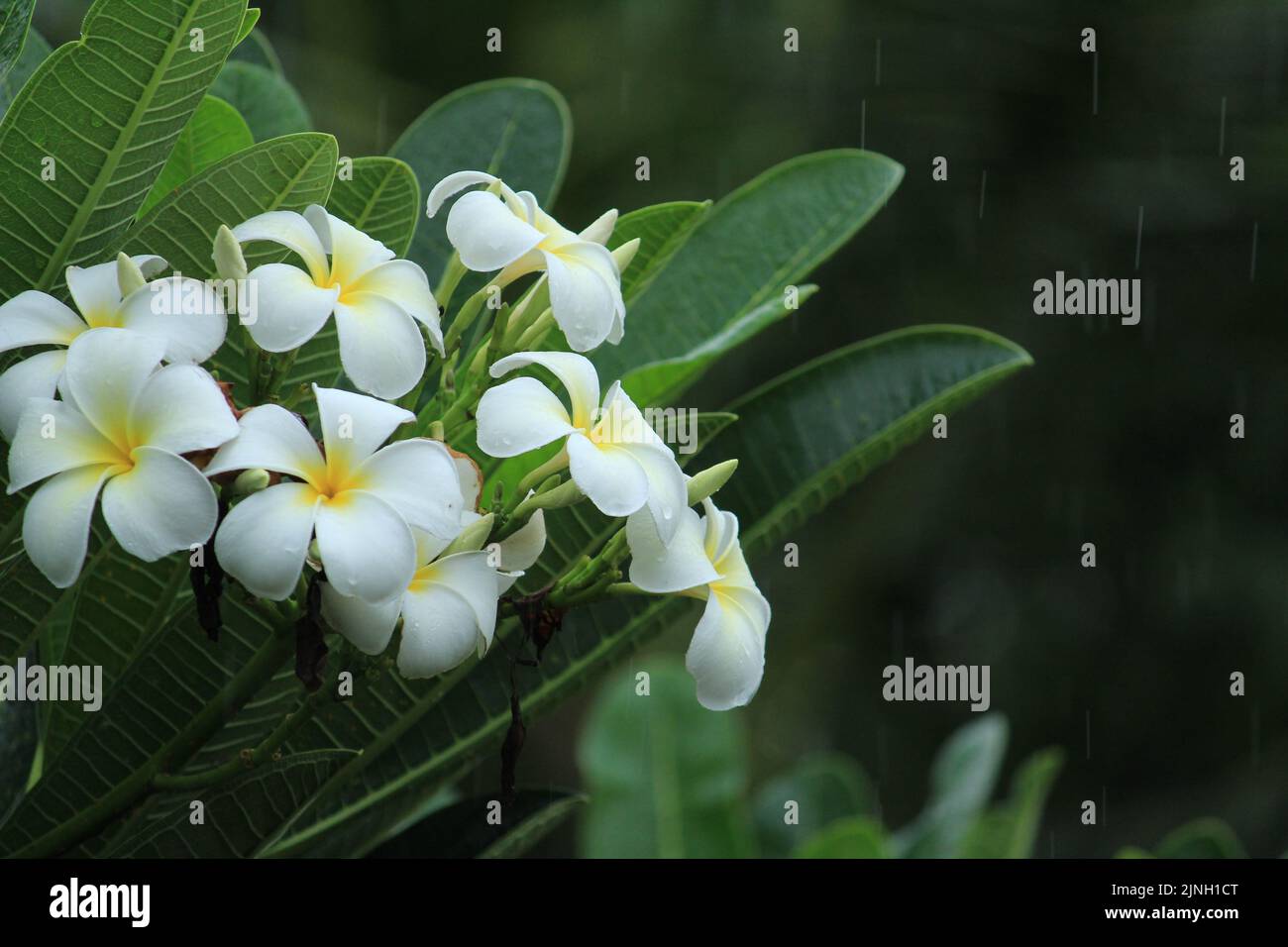 group/ two or more White Plumeria Champa fragrant flower on the garden ...