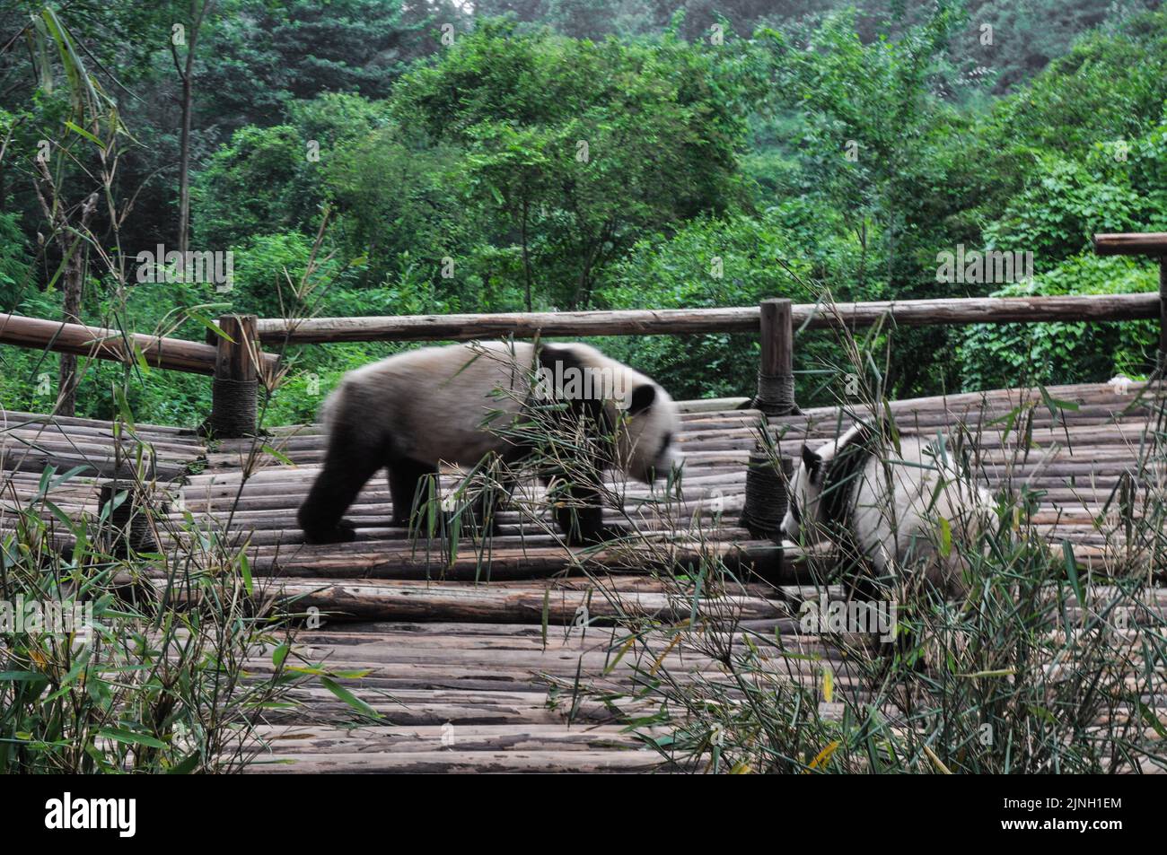 Chengdu Research Base of Giant Panda Breeding Stock Photo - Alamy