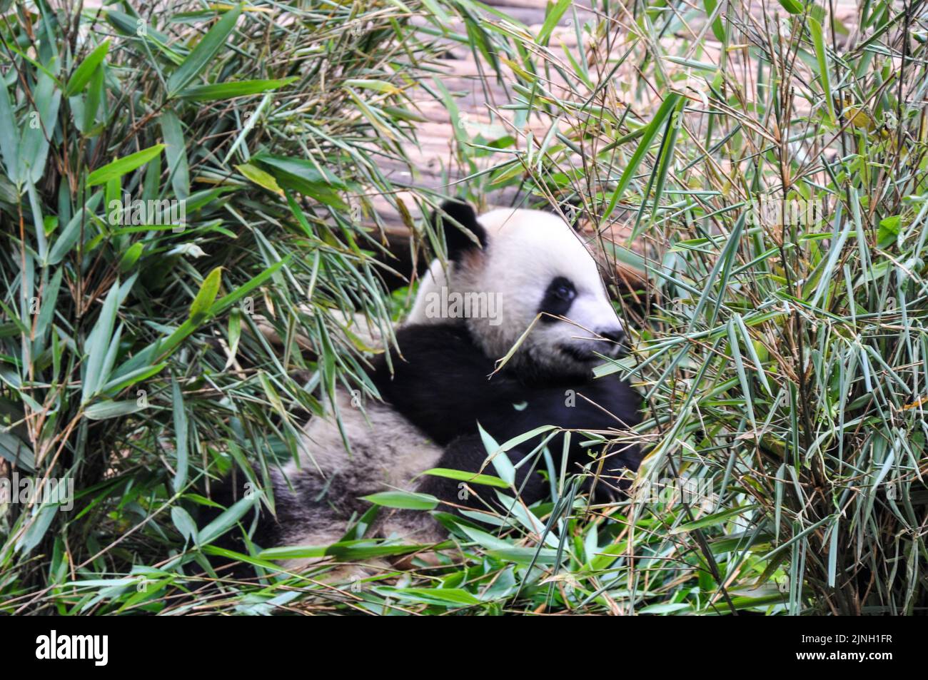 Chengdu Research Base of Giant Panda Breeding Stock Photo - Alamy