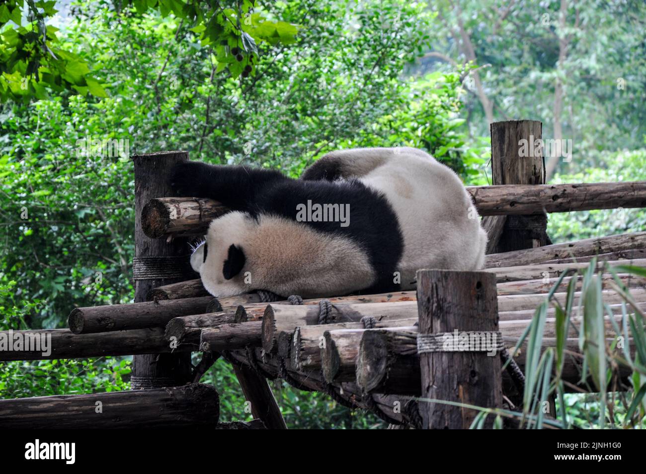 Chengdu Research Base of Giant Panda Breeding Stock Photo - Alamy