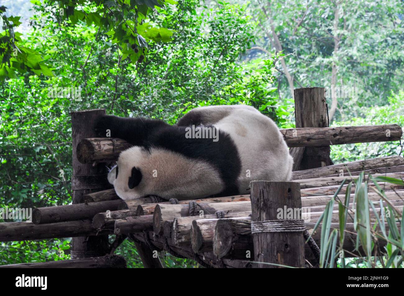Chengdu Research Base of Giant Panda Breeding Stock Photo - Alamy