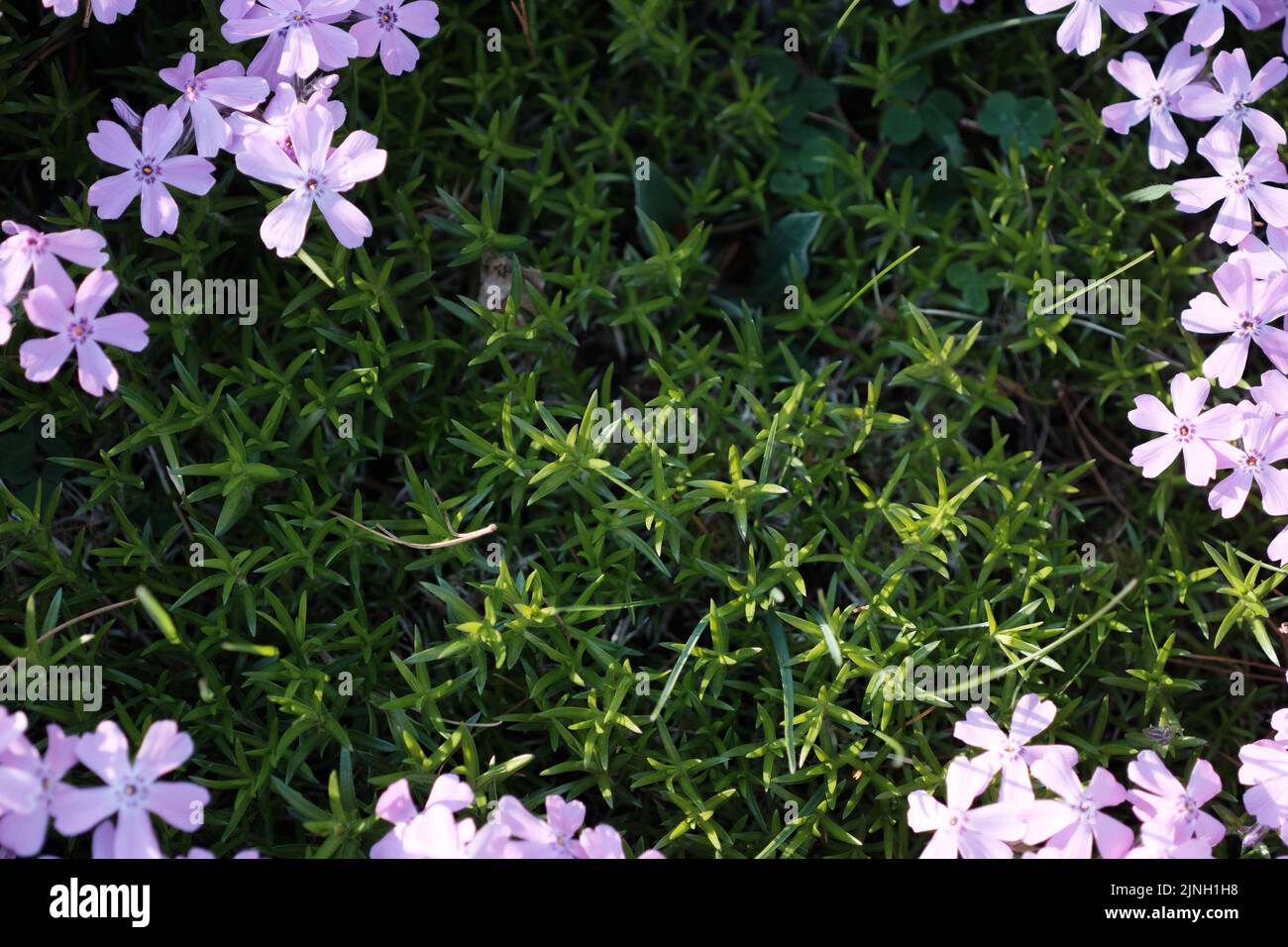 The grassy patch surrounded by creeping phlox flowers in a field Stock ...