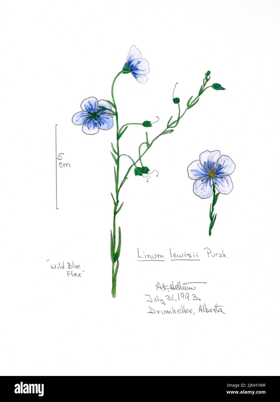 "Wild Blue Flax" Linum lewisii, Pursh. painted by A. Kåre Hellum at ...