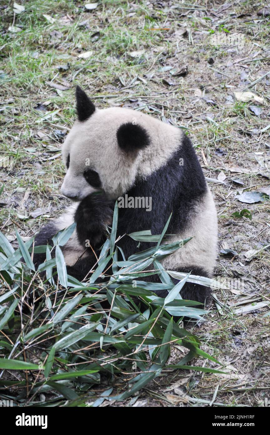 Chengdu Research Base of Giant Panda Breeding Stock Photo - Alamy