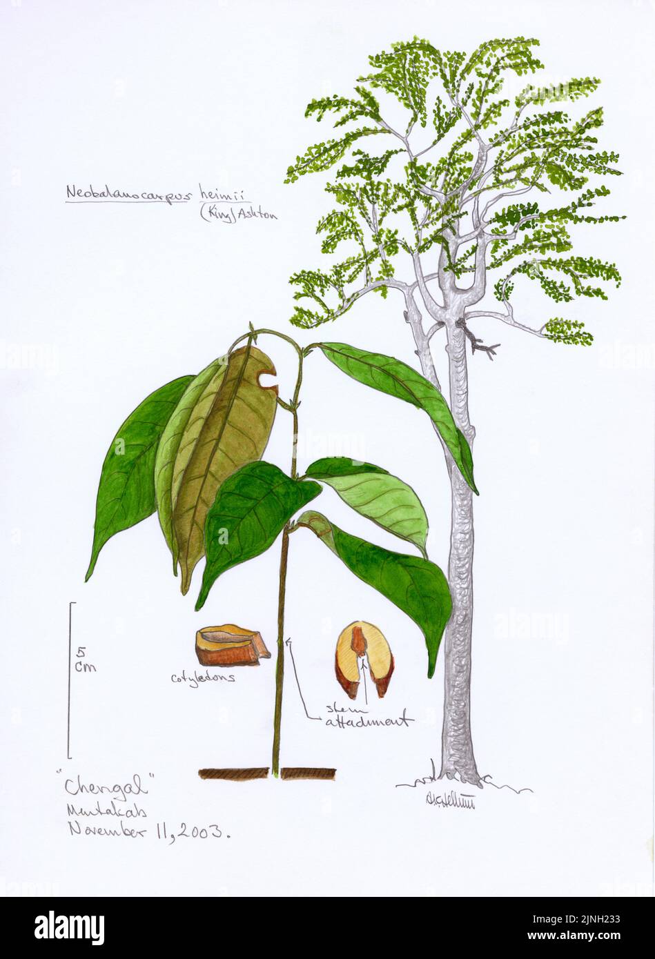"Chengal" Neobalanocarpus heimii painted by A. Kåre Hellum at Mentakab ...