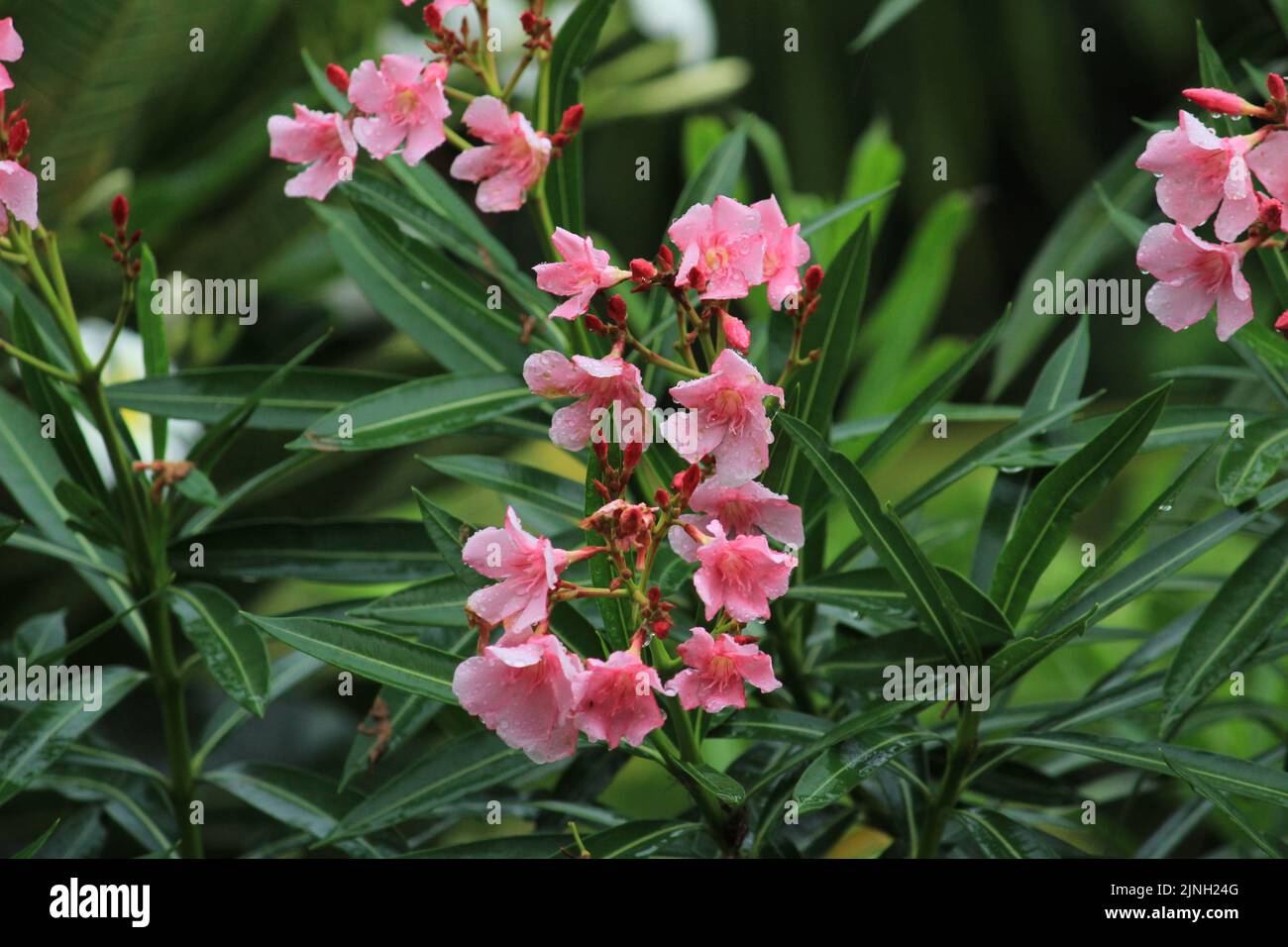 Pink Color Nerium Oleander Flower with white/ sky background with ...