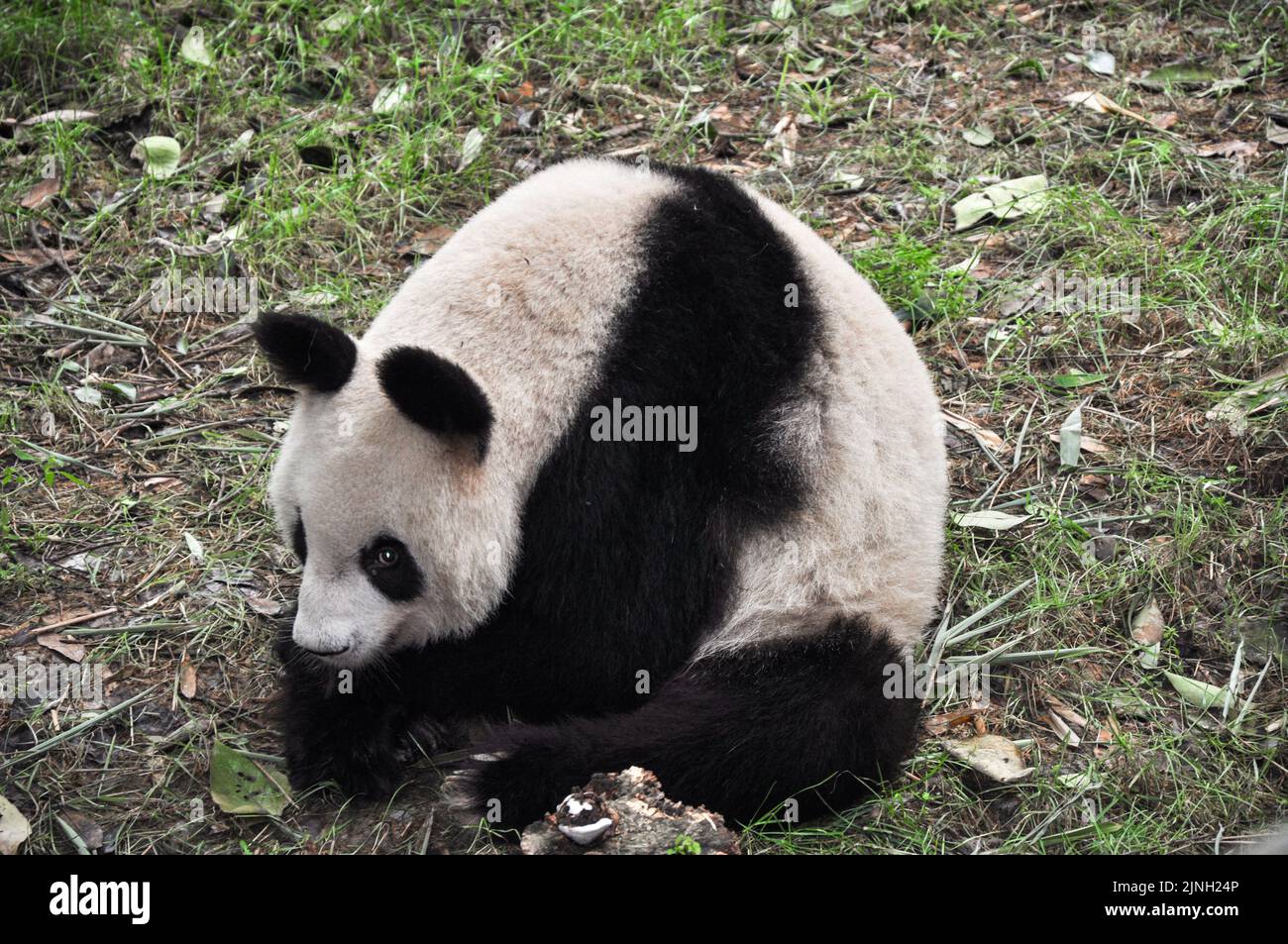 Chengdu Research Base of Giant Panda Breeding Stock Photo - Alamy