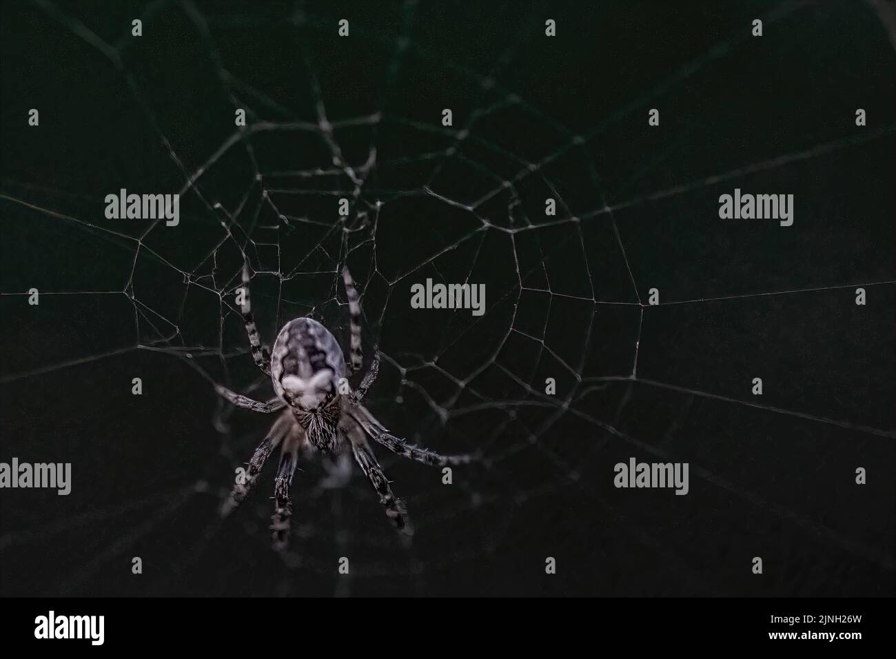 Orbweaver spider and its web in the evening at Kost Dam County Park in ...