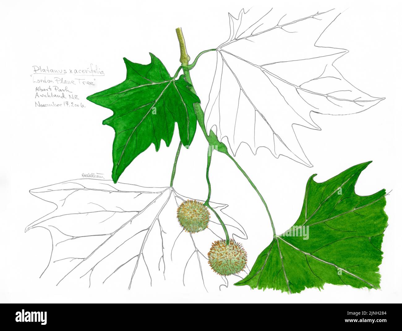 Botanical drawing london plane tree hi-res stock photography and images ...