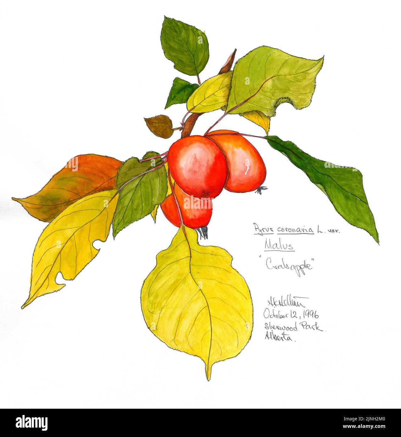 Crabapple drawing hi-res stock photography and images - Alamy