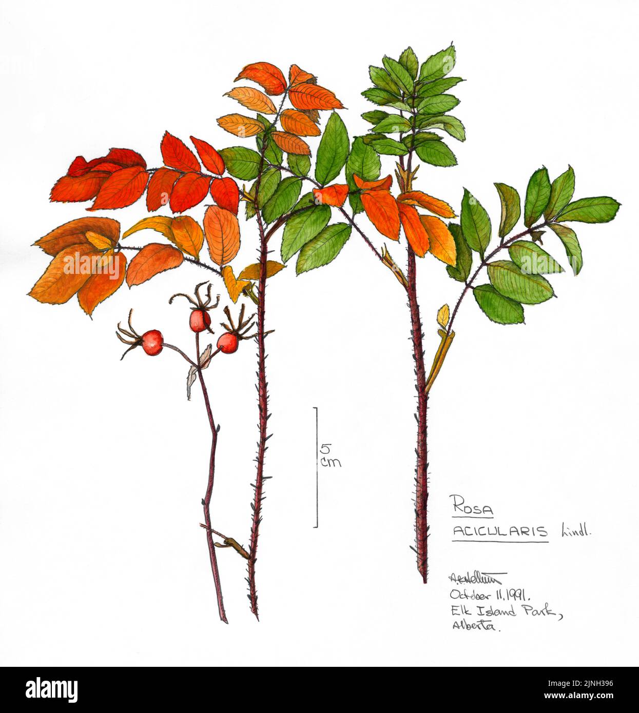 Rosa acicularis, Lindl. painted by A. Kåre Hellum at Elk Island Park ...