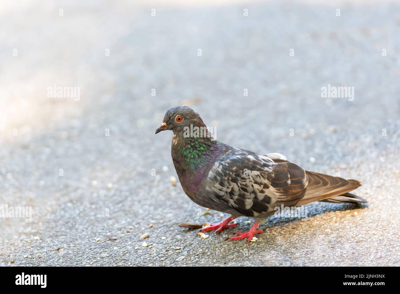 Rock dove or Rock pigeon or Common pigeon (Columba livia) in Central ...
