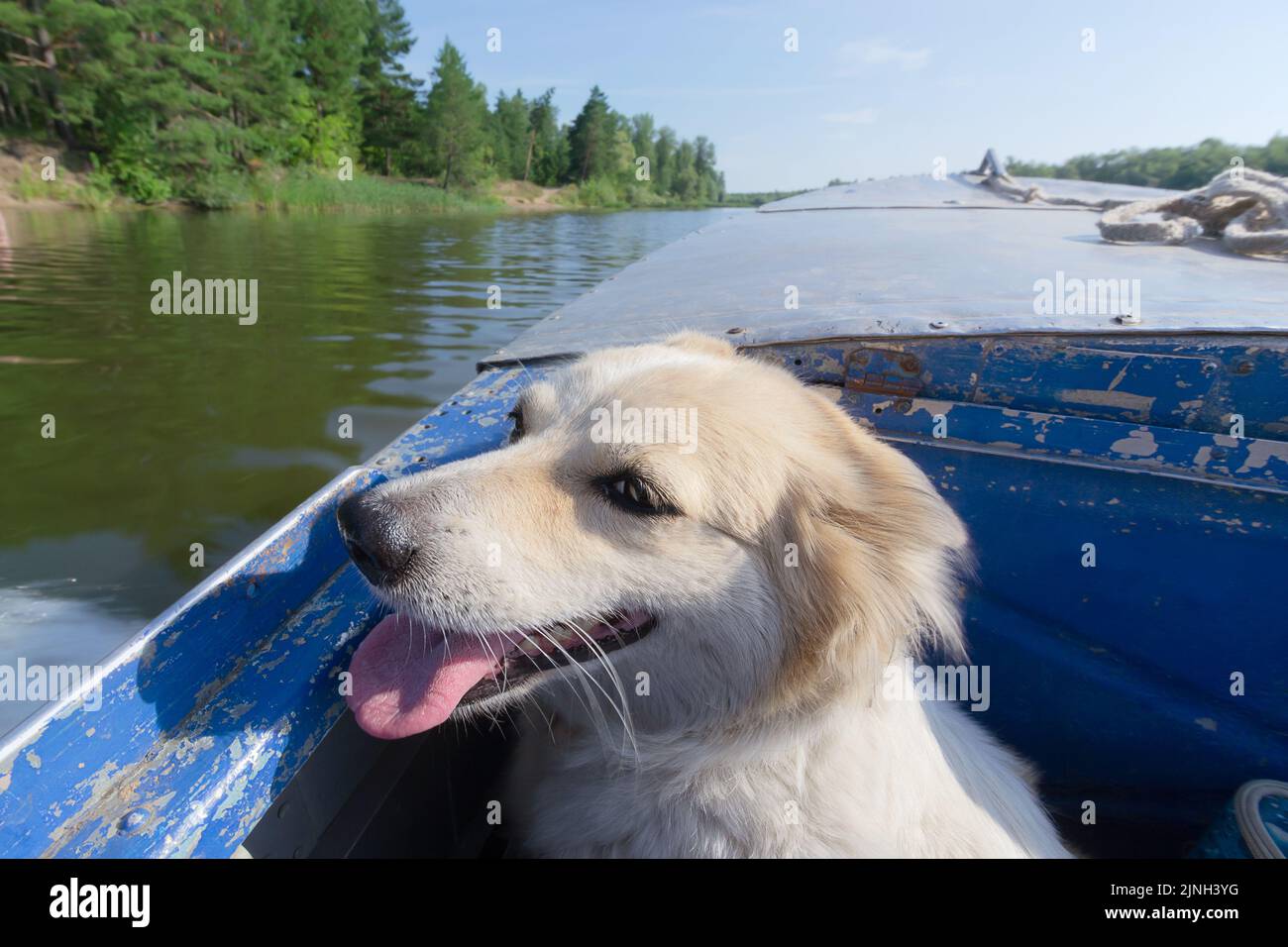 Portrait of a cute dog in a boat floating on the river, close-up ...