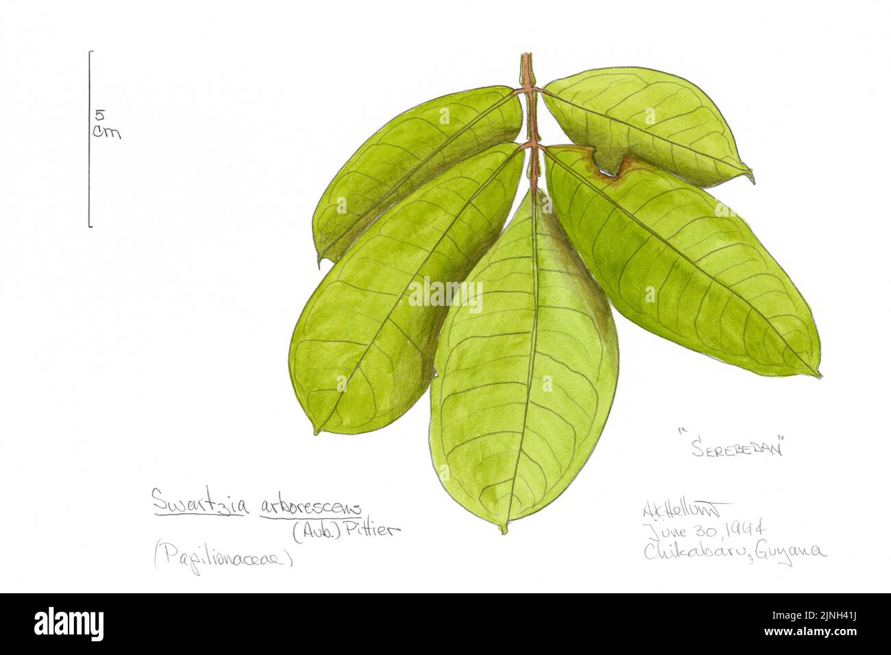 "Serebedan" Swartzia arborescens,(Aub.) Pittier (Papilionaceae) painted ...