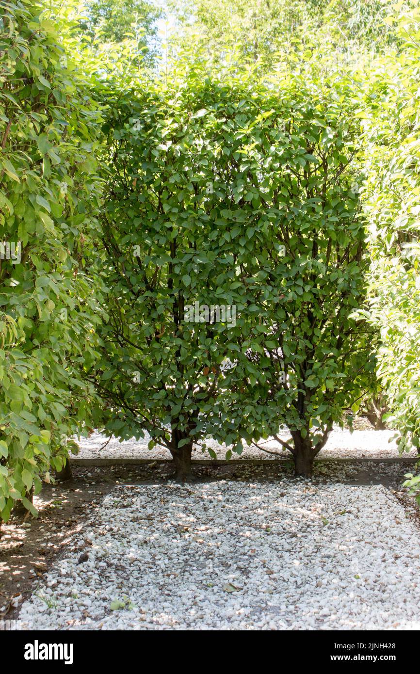 hedge of Apple trees, landscape design fragment. summer view Stock ...