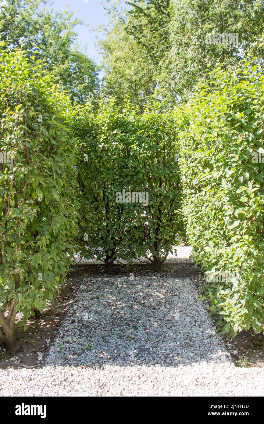 hedge of Apple trees, landscape design fragment. summer view Stock ...