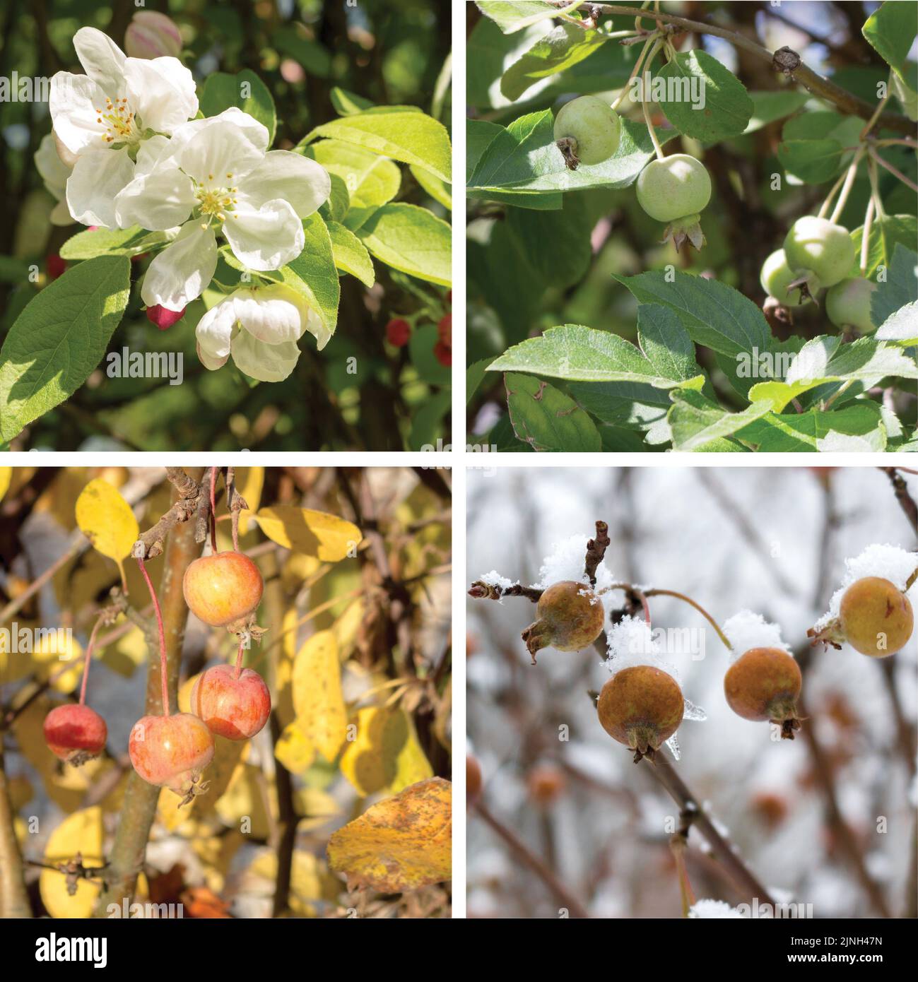 hedge of Apple trees, landscape design fragment closeup collage. The ...