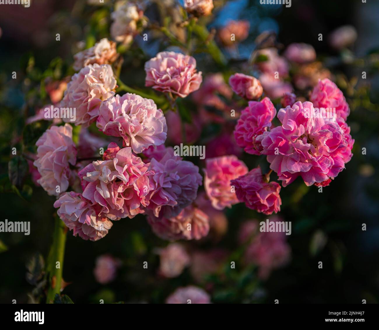 Super dorothy hi-res stock photography and images - Alamy