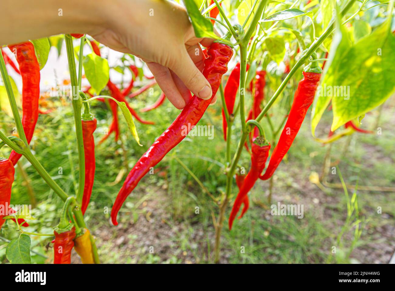 Gardening and agriculture concept. Female farm worker hand harvesting ...