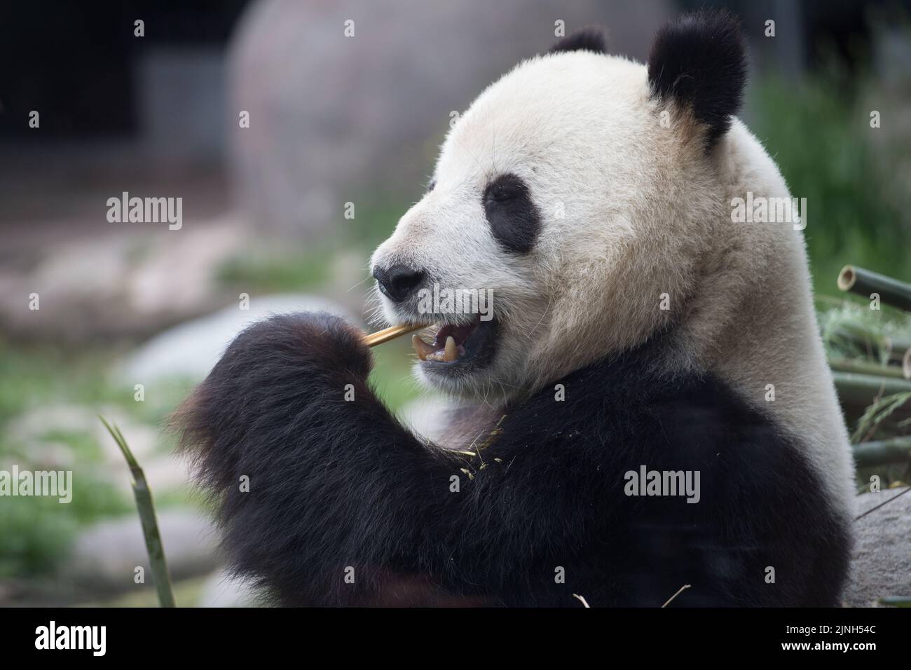 Close up of Copenhagen Zoo's Male Panda, munching on a Bamboo Dinner ...