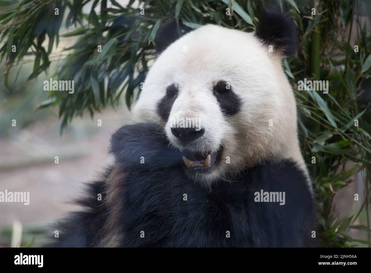 Close up of Copenhagen Zoo's Male Panda, munching on a Bamboo Dinner ...