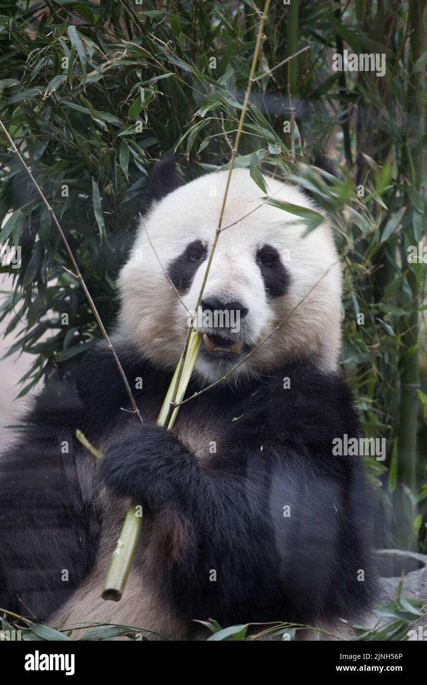 Close up of Copenhagen Zoo's Male Panda, munching on a Bamboo Dinner ...