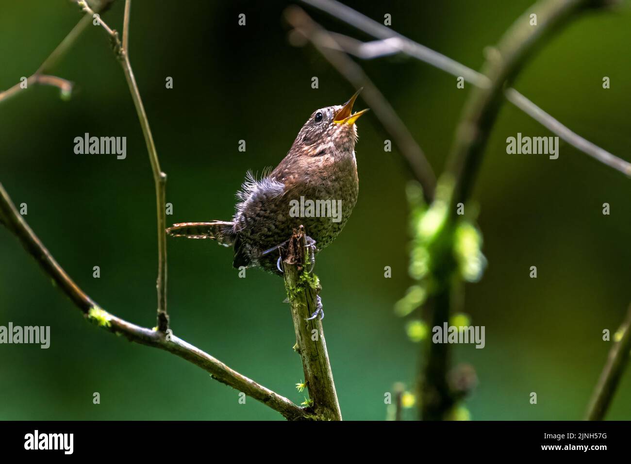 Pacific Wren (Troglodytes pacificus) Singing Stock Photo - Alamy