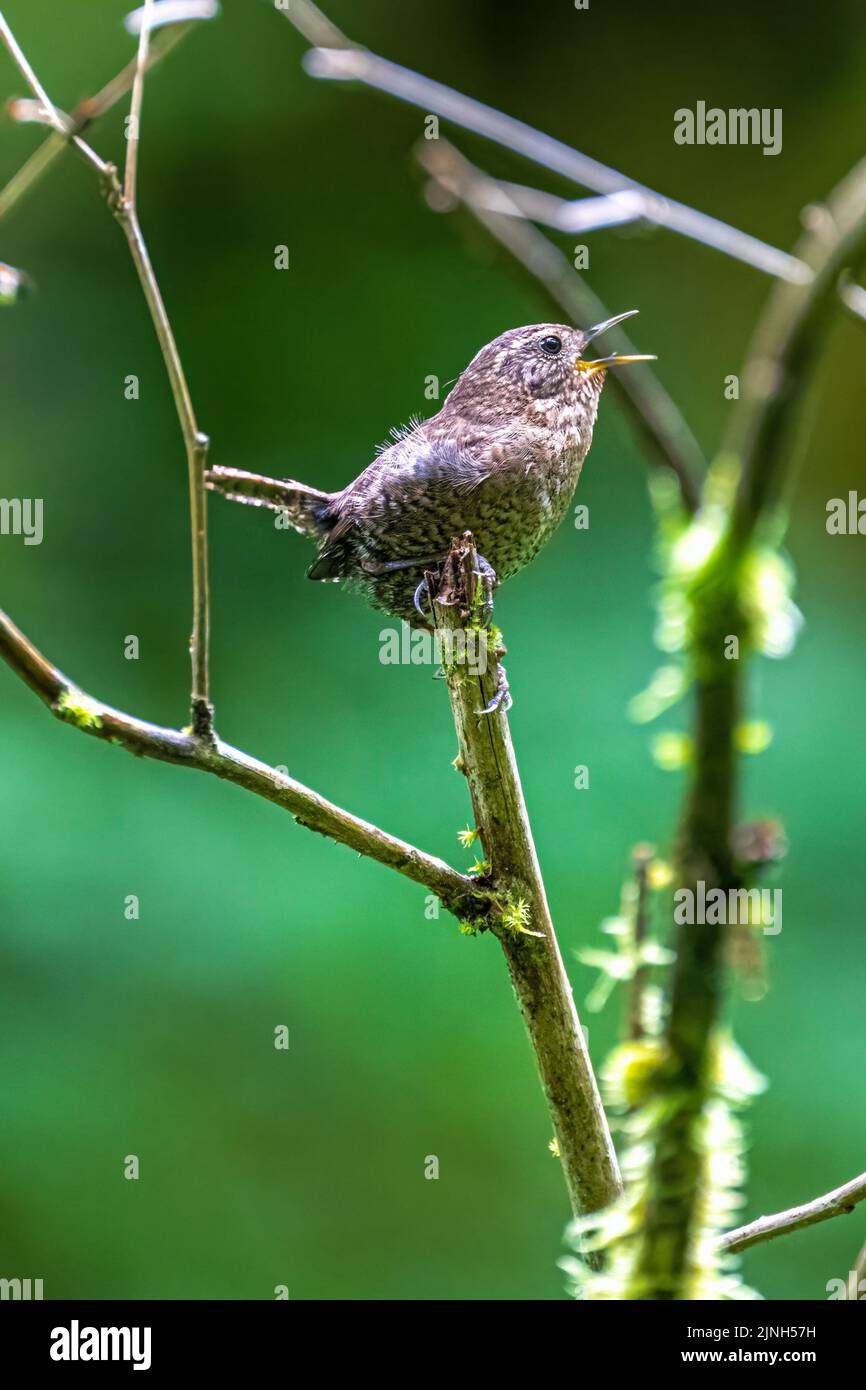 Pacific Wren (Troglodytes pacificus) Singing Stock Photo - Alamy