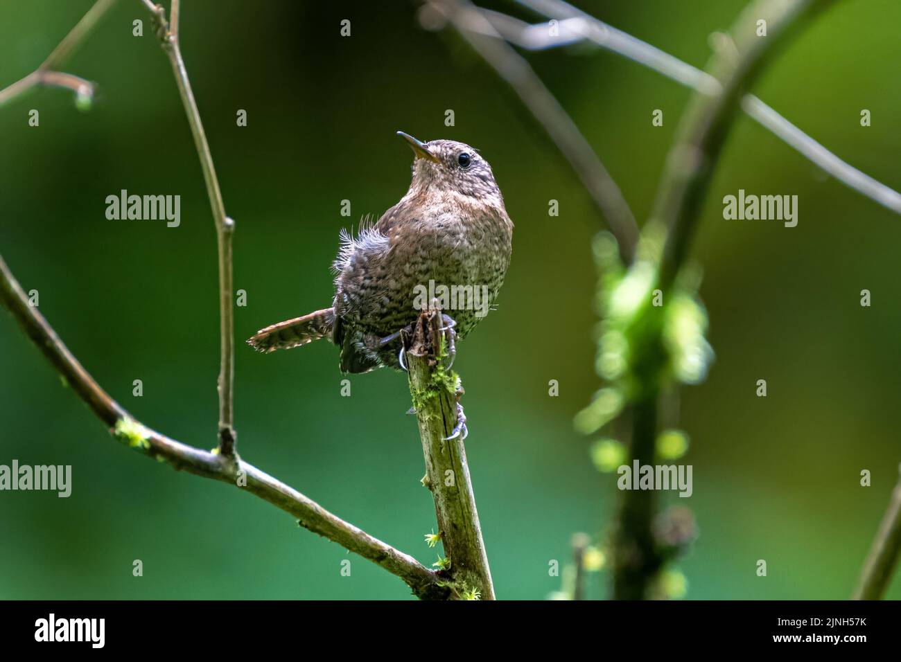 Pacific Wren (Troglodytes pacificus) Perching Stock Photo - Alamy