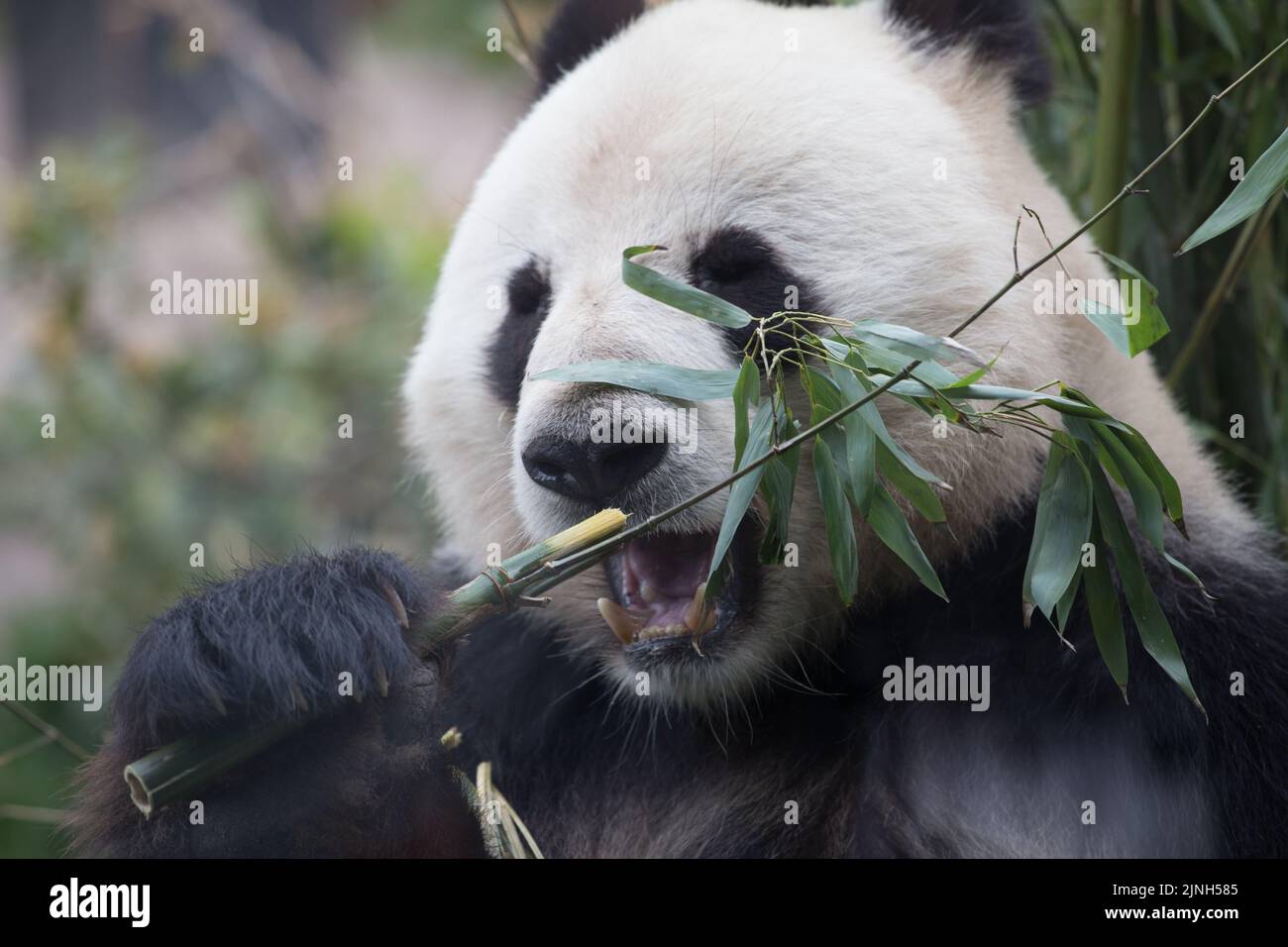 Close up of Copenhagen Zoo's Male Panda, munching on a Bamboo Dinner ...