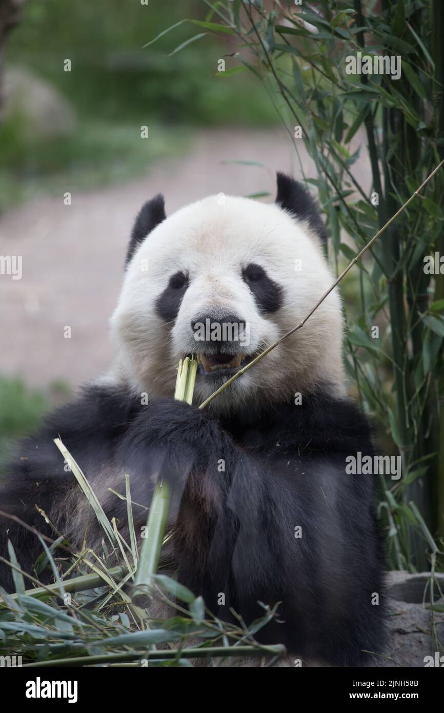 Close up of Copenhagen Zoo's Male Panda, munching on a Bamboo Dinner ...
