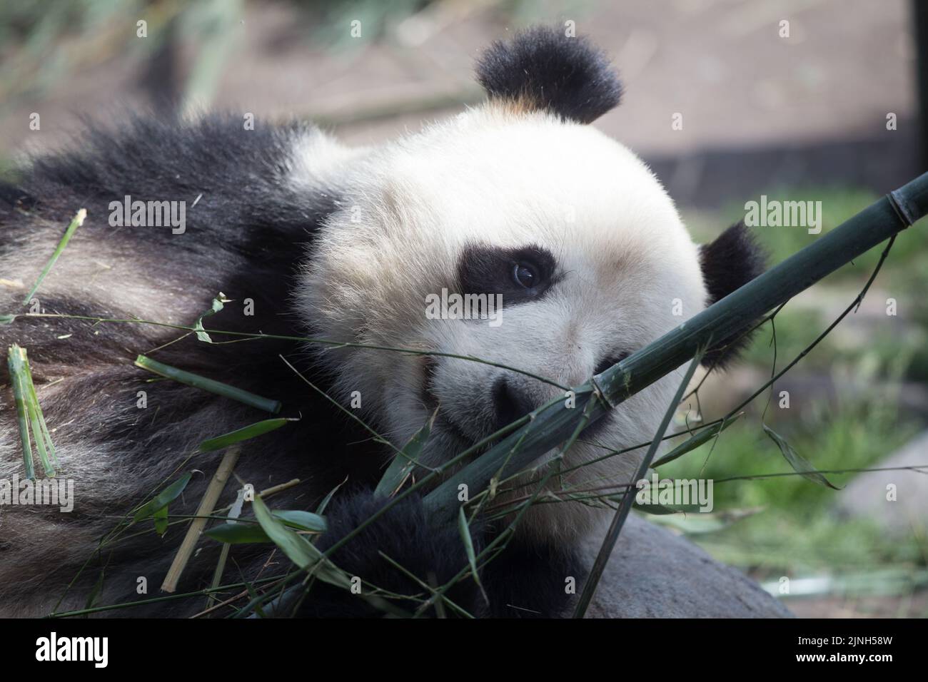 Close up of Copenhagen Zoo's Male Panda, munching on a Bamboo Dinner ...