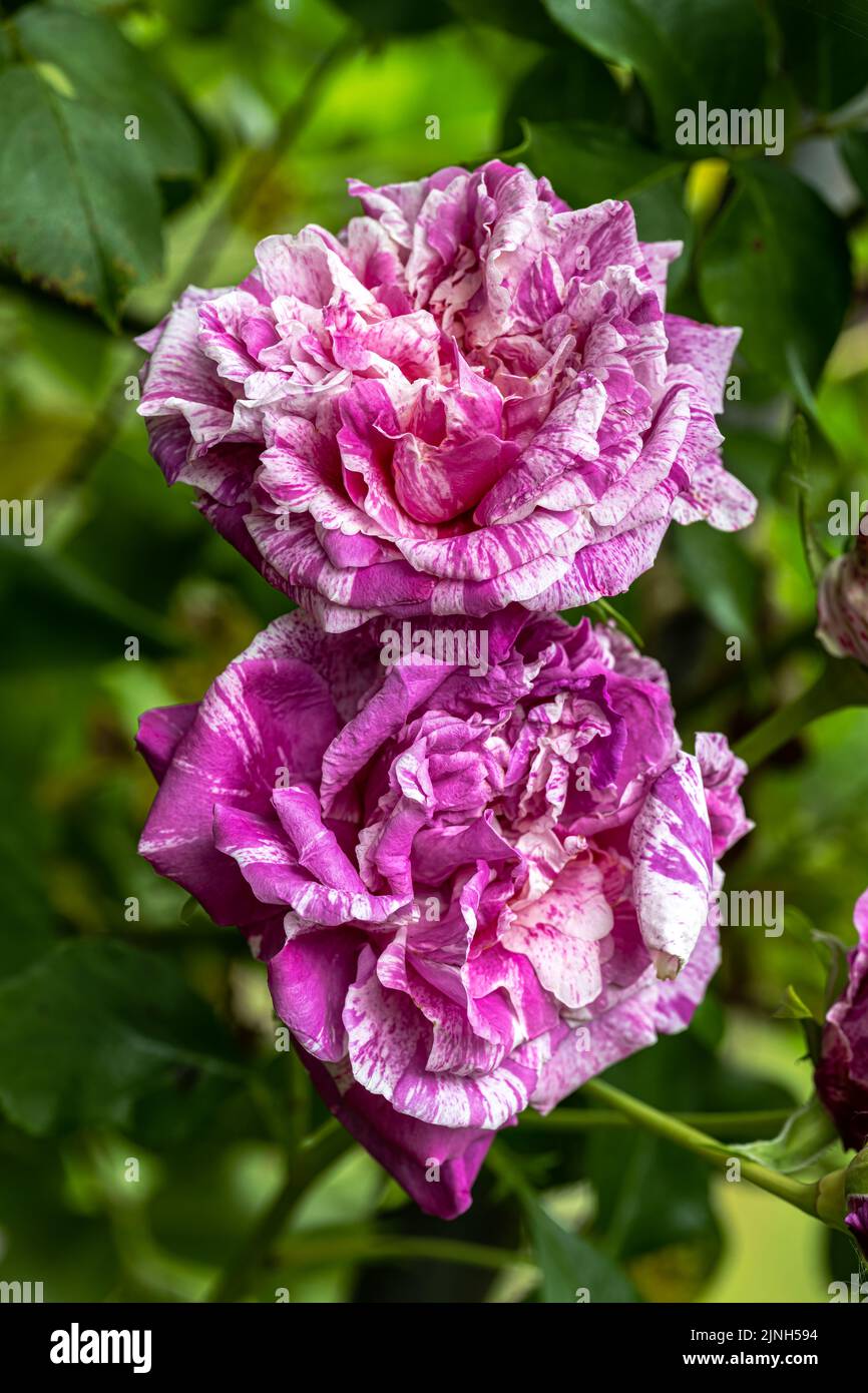 Vibrant swirl of flowers hi-res stock photography and images - Alamy