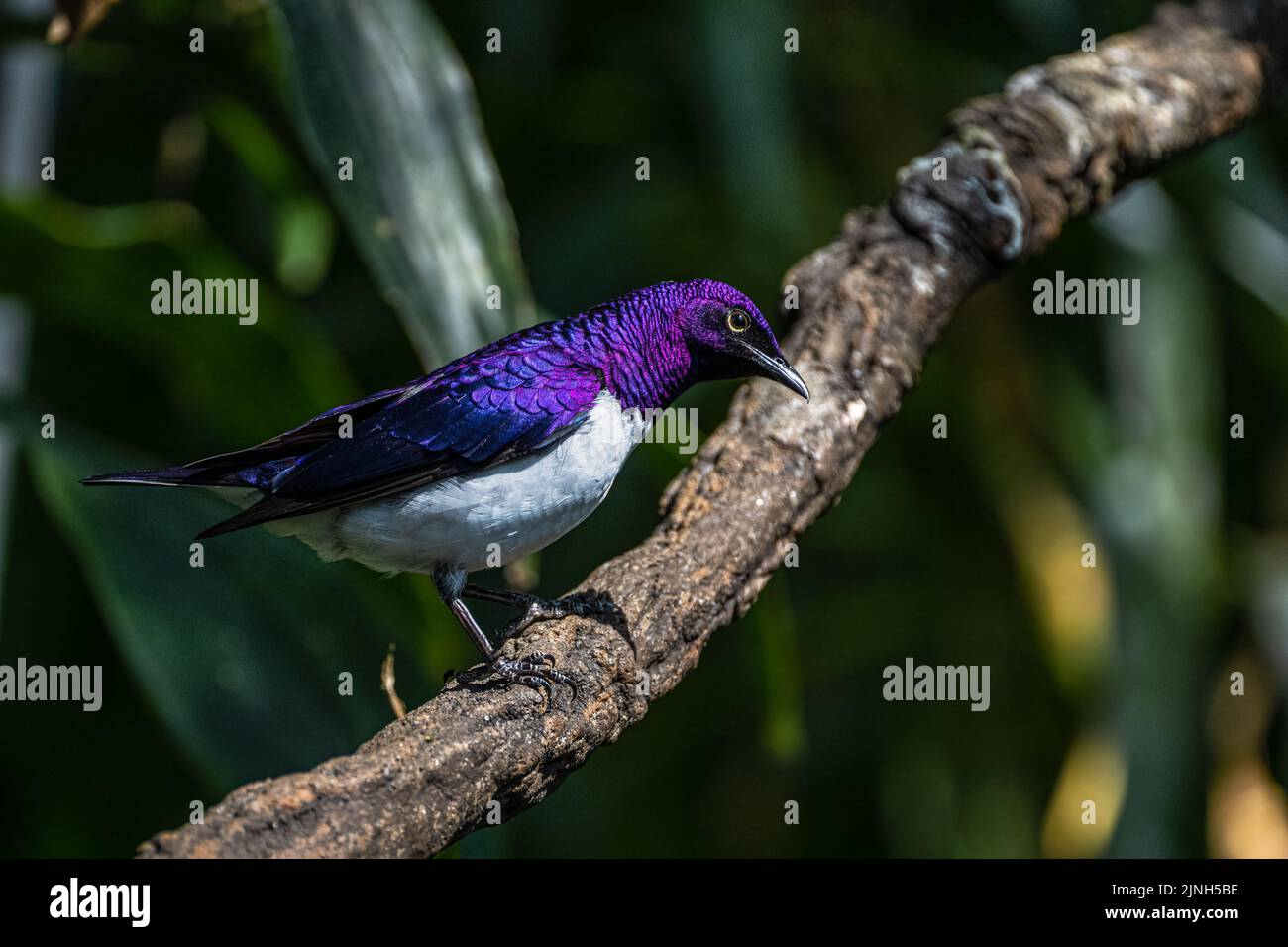 Violet-backed Starling (Cinnyricinclus leucogaster) on a Tree Branch ...