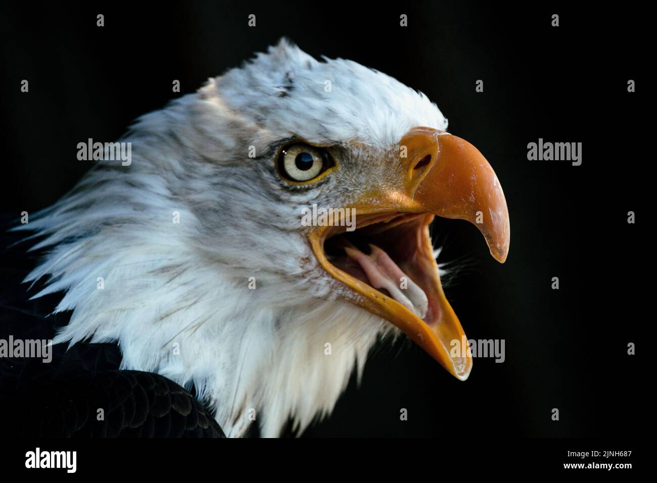 Head shot of a bald eagle with an open beak on a black background Stock ...