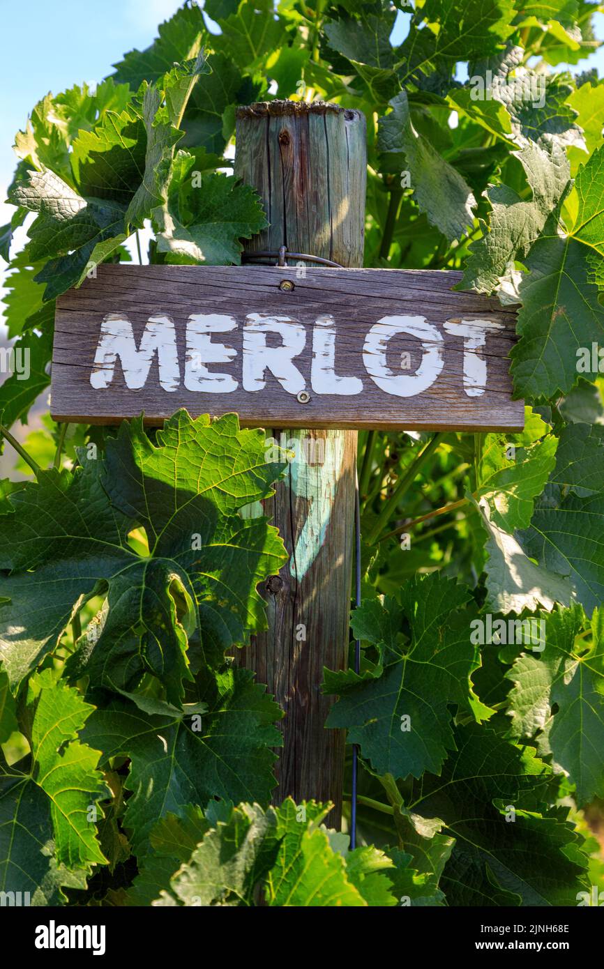 Merlot colored leaves hi-res stock photography and images - Alamy