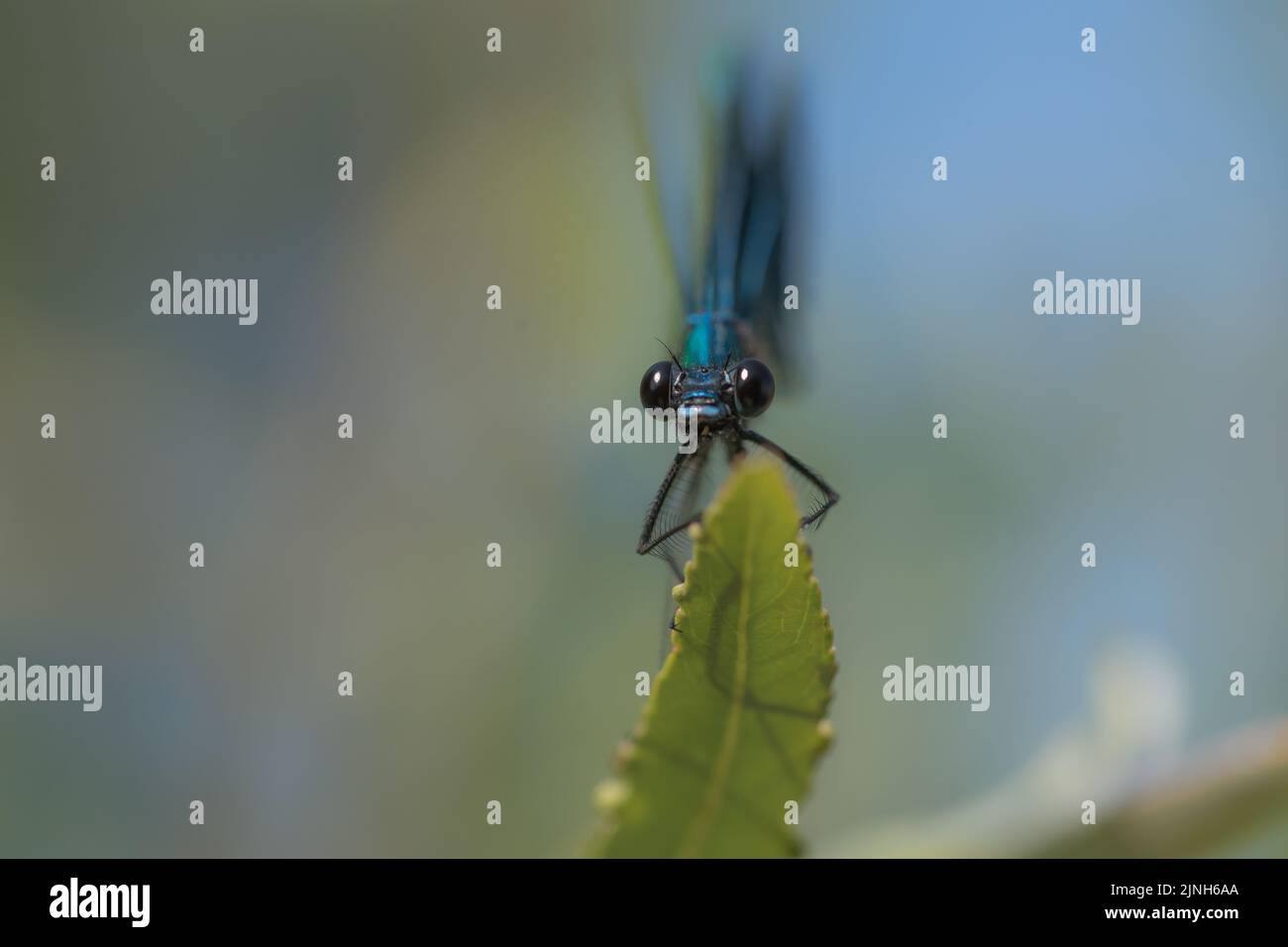A dragonfly is a flying insect belonging to the order Odonata ...