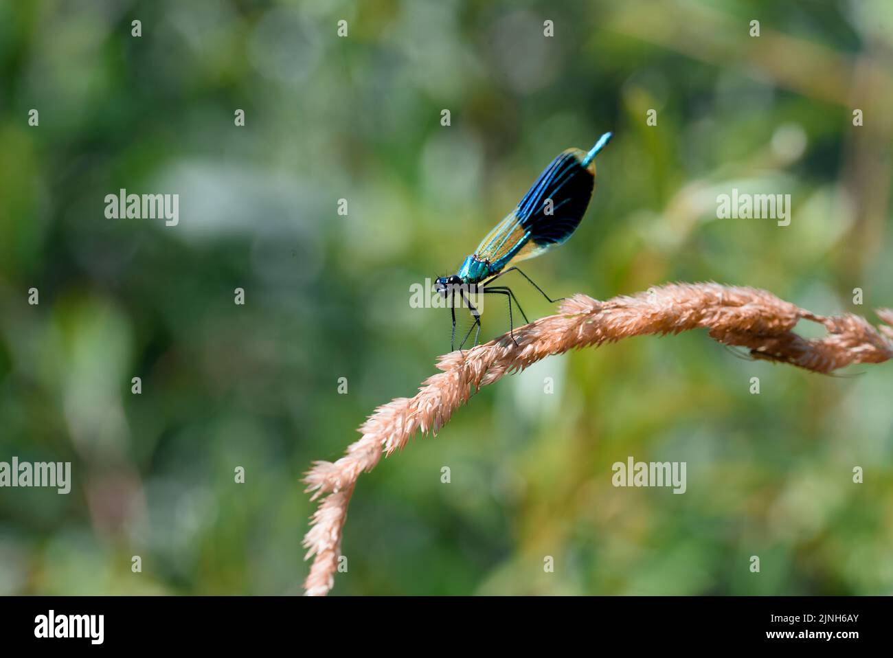 A dragonfly is a flying insect belonging to the order Odonata ...
