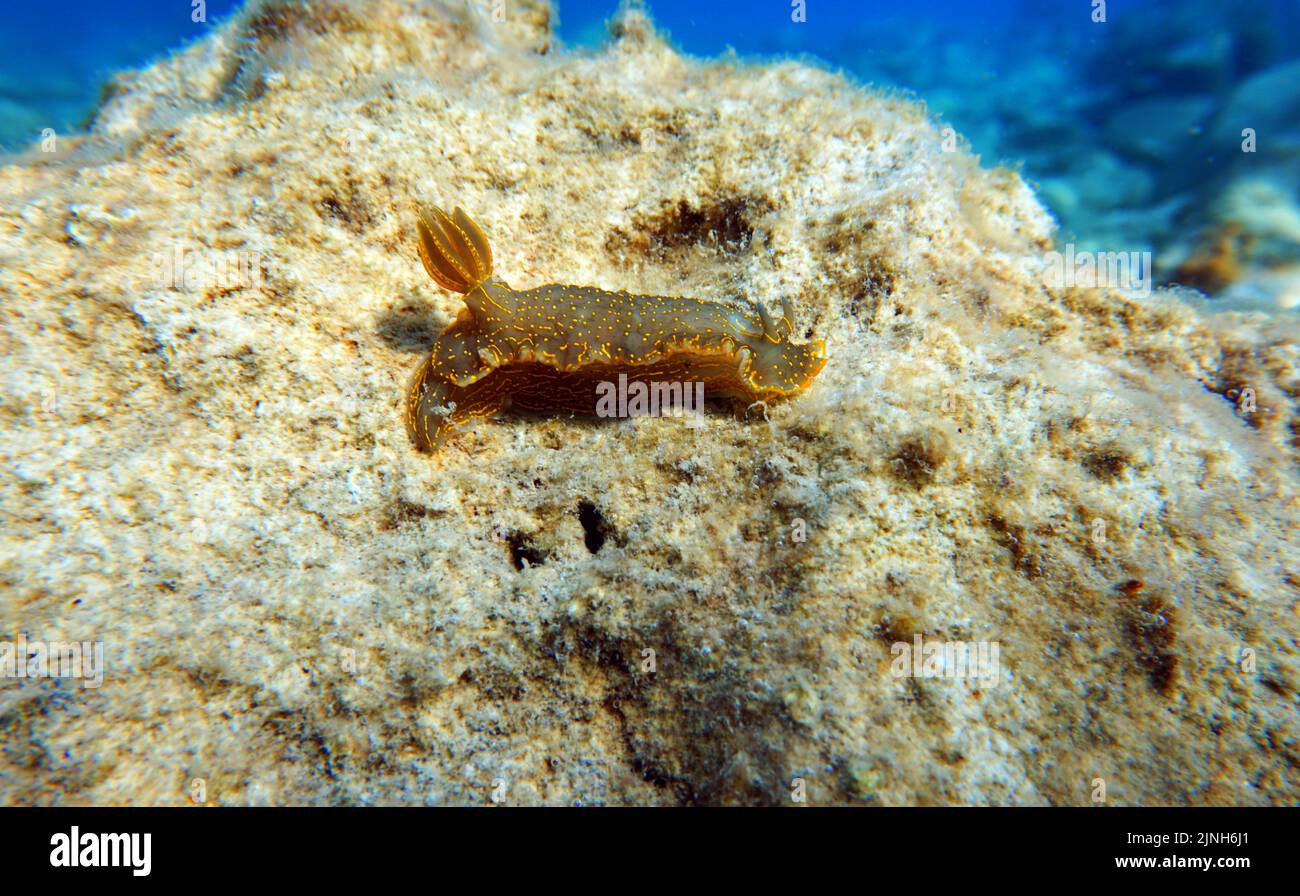 Felimare picta -Mediterranean biggest nudibranch, underwater ...