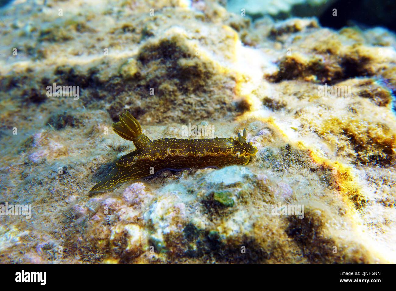 Felimare picta -Mediterranean biggest nudibranch, underwater ...
