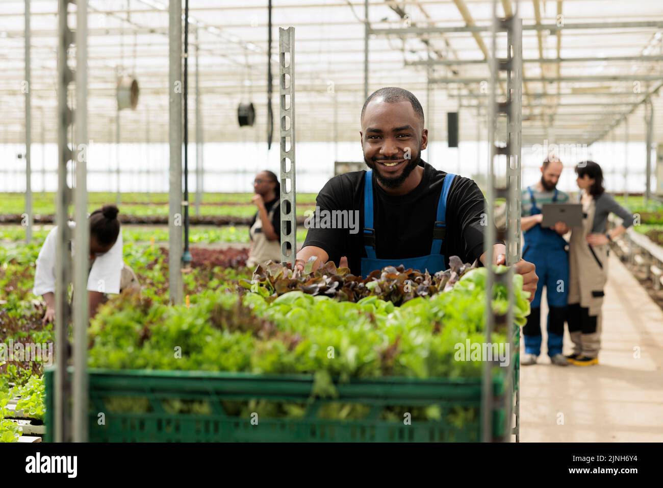 African american greenhose worker moving salad crates while engineers ...