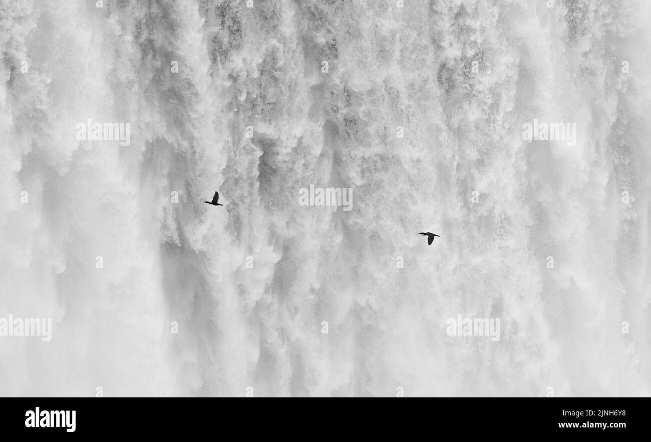 Two flying Black and White Stock Photos & Images - Alamy