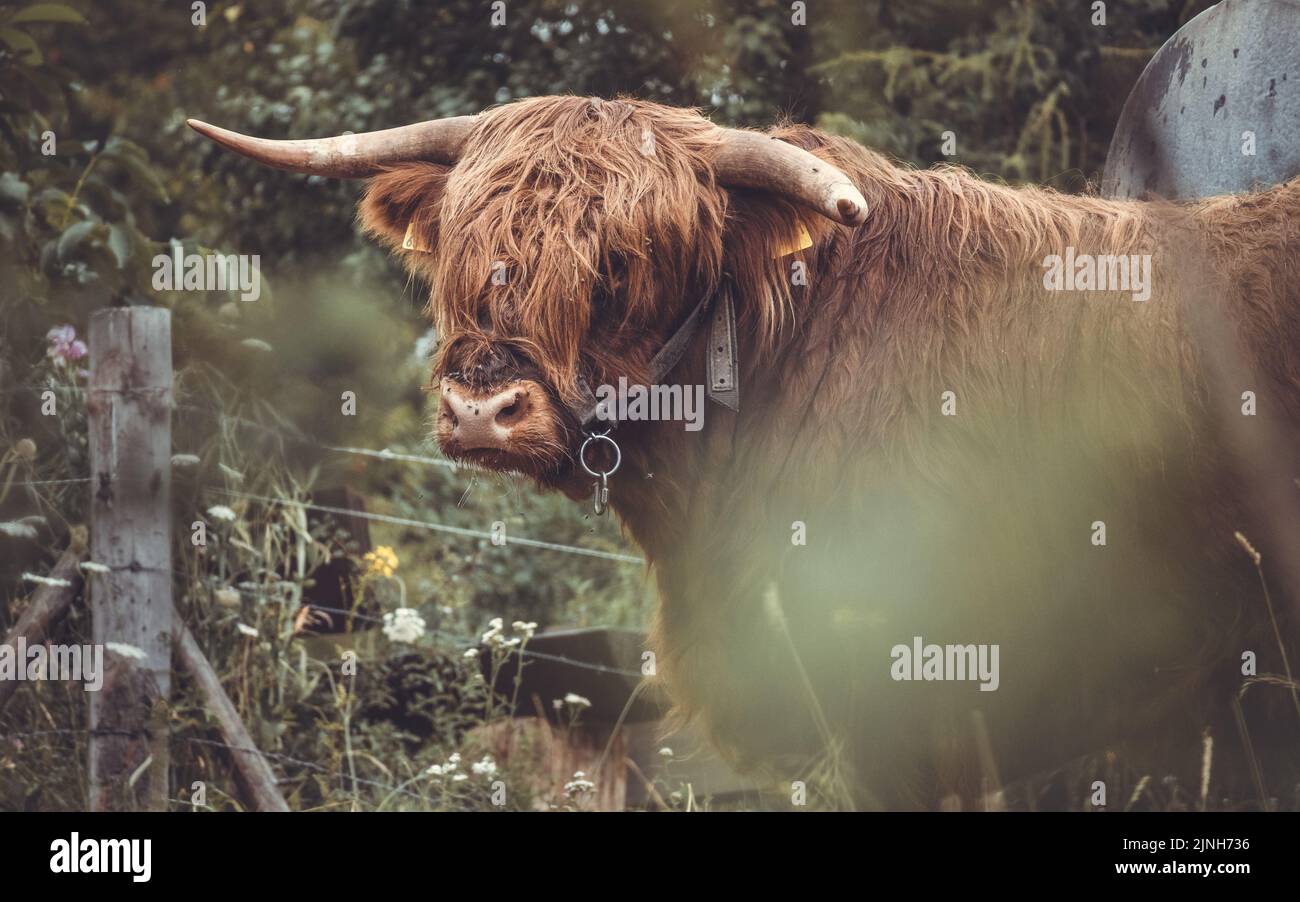 A highland cattle on the pasture in Germany Stock Photo - Alamy