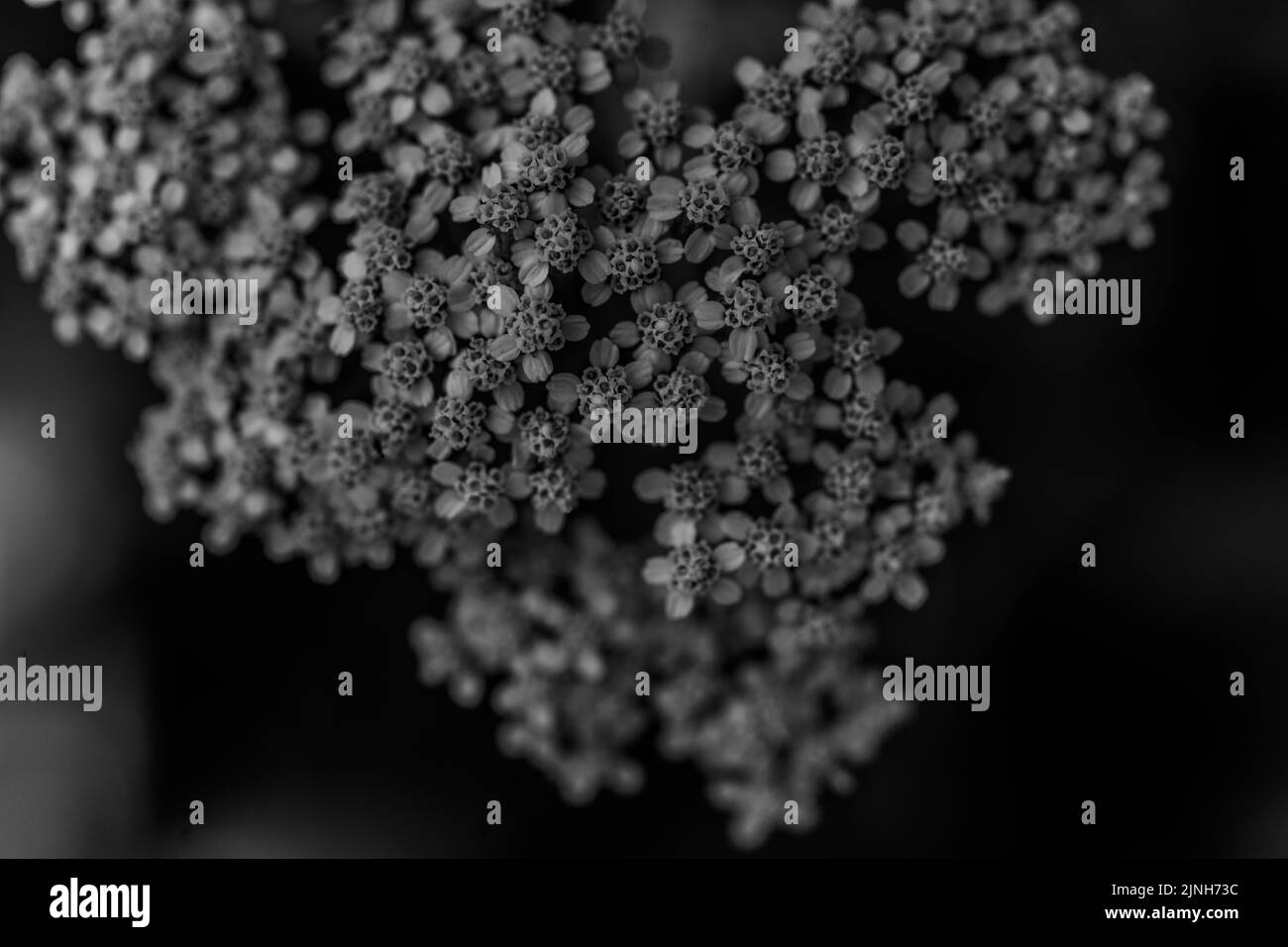 Native wild plant Black and White Stock Photos & Images - Alamy