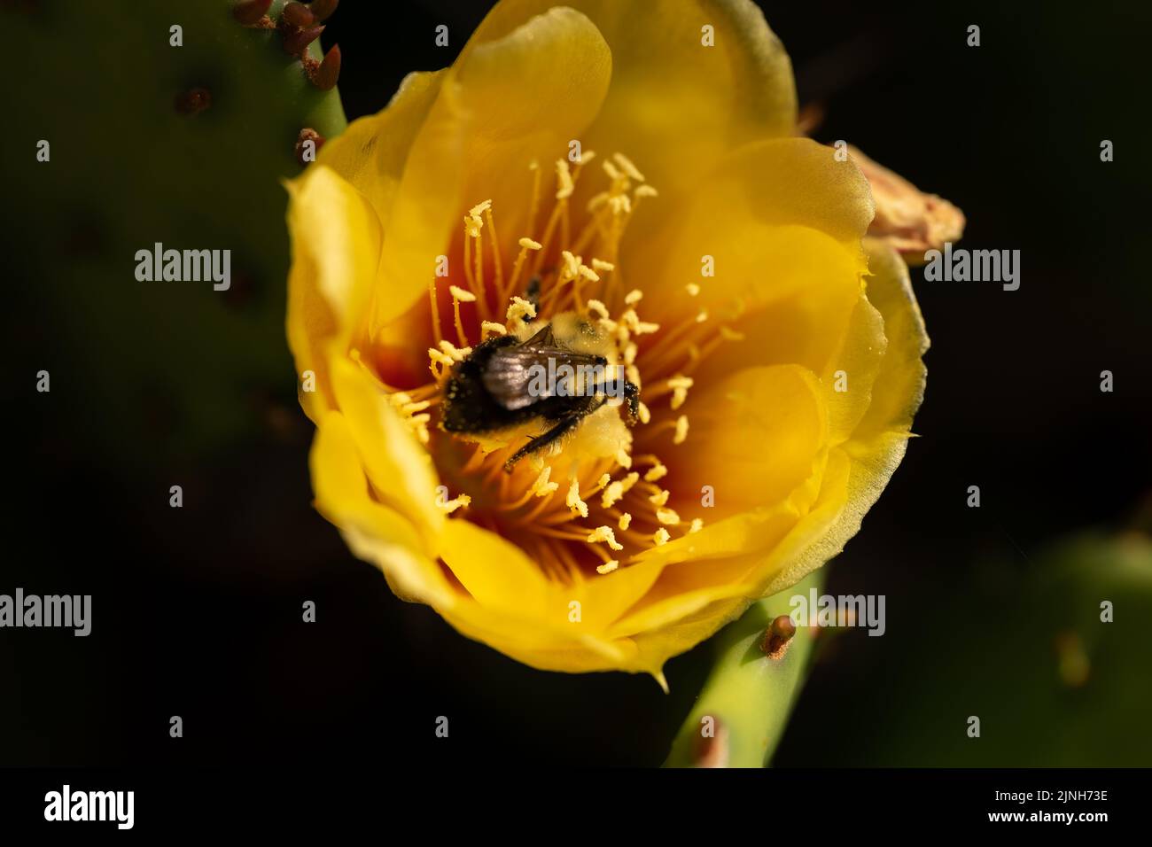 Bumble bee pollinating a prickly pear cactus flower Stock Photo - Alamy