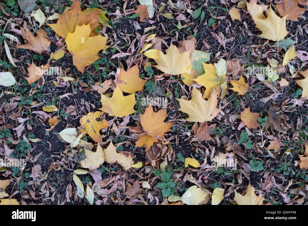 Bright autumn leaves, horizontal photo. Background from fallen leaves ...
