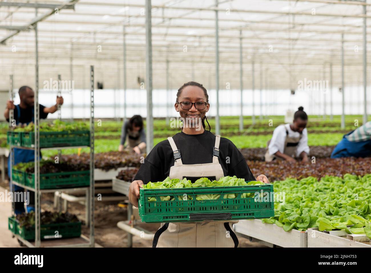 Portrait of organic farm worker in greenhouse holding crate with fresh ...