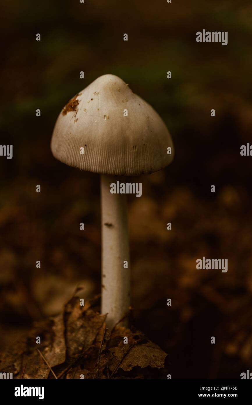 Macro image of a single small mushroom poking up out of the leaf litter ...